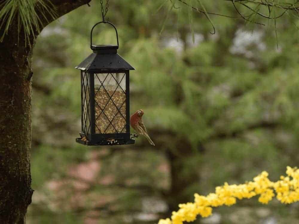 Best Bird Feeder 2020 - Wild Bird World
