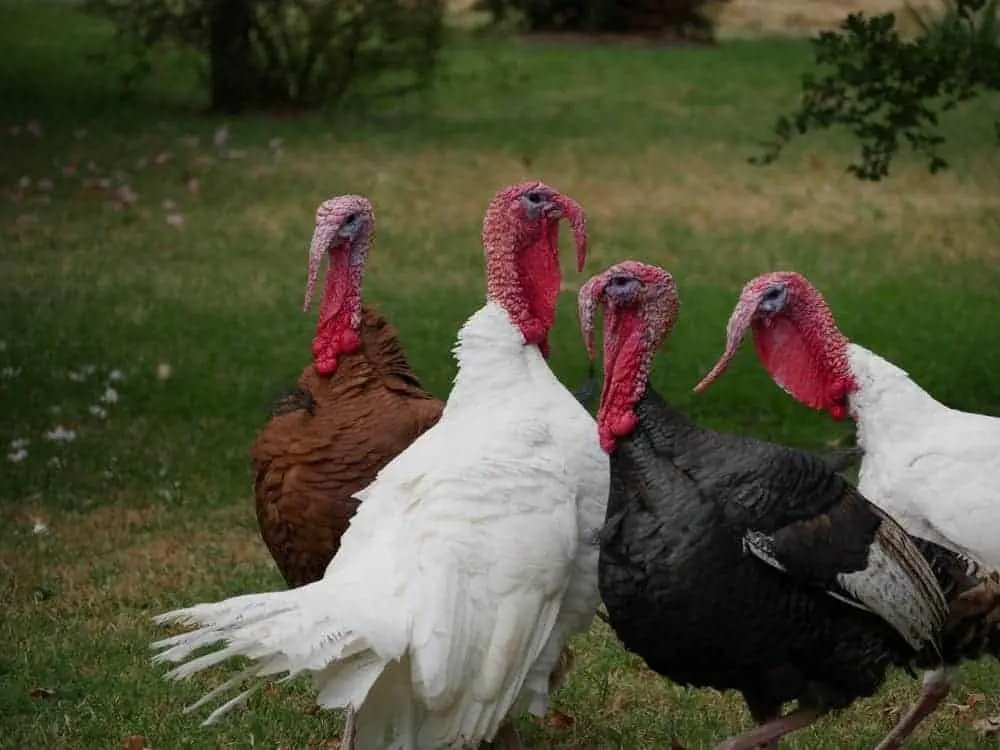 How to attract Wild Turkeys to your yard? - Wild Bird World