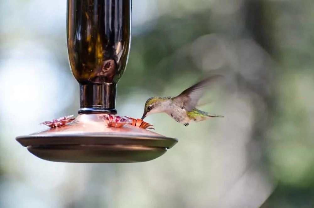 Best Bird Feeder 2020 - Wild Bird World