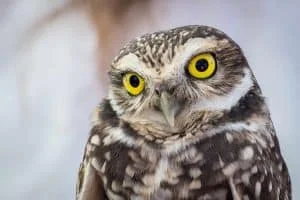 Owls in Connecticut (12 Species with Pictures) - Wild Bird World