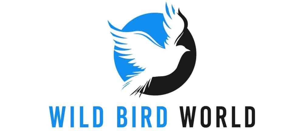 What is the World's Smallest Seabird? (Pictures & Sounds) - Wild Bird World