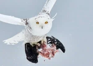 Owls in Indiana (8 Species with Pictures) - Wild Bird World
