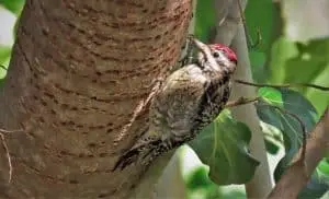 Woodpeckers in Minnesota (11 Species with Pictures) - Wild Bird World