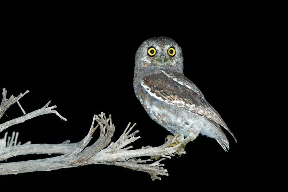 Owls in Arizona (13 Species with Pictures) - Wild Bird World