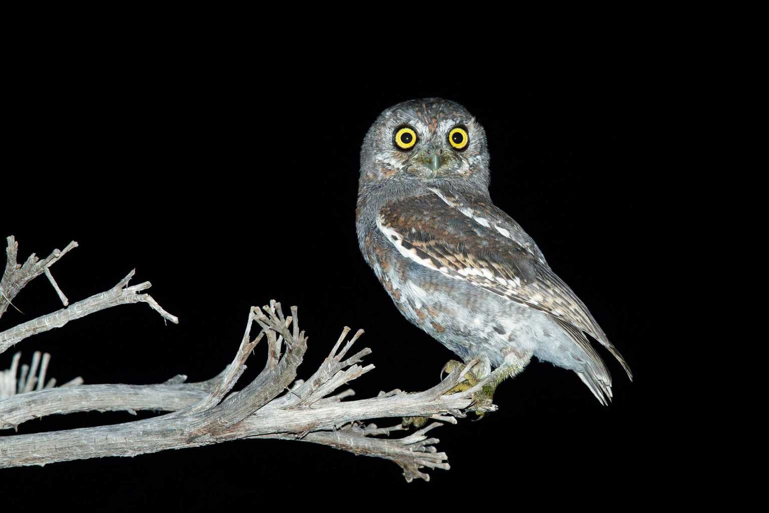 Owls in California (14 Species with Pictures) - Wild Bird World