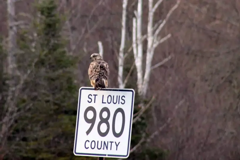 Hawks in Illinois (9 Species with Pictures) - Wild Bird World