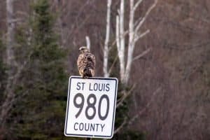 Hawks in Illinois (9 Species with Pictures) - Wild Bird World