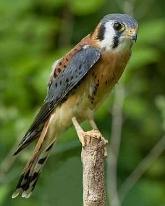 Falcons in Texas (8 Species with Pictures) - Wild Bird World