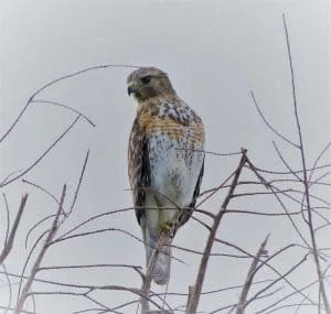 Hawks in Indiana (7 Species with Pictures) - Wild Bird World