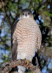 Hawks of Wisconsin (8 Species with Pictures) - Wild Bird World