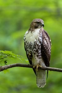 Hawks of Washington (8 Species with Pictures) - Wild Bird World