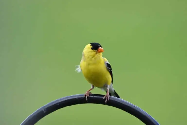 Finches of Florida (4 Species with Pictures) - Wild Bird World