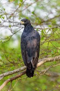 Hawks in Florida (9 Species with Pictures) - Wild Bird World