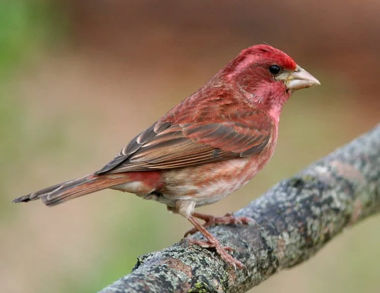 Finches in Colorado (12 Species with Pictures) - Wild Bird World