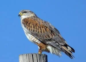 Hawks of Nevada (12 Species with Pictures) - Wild Bird World