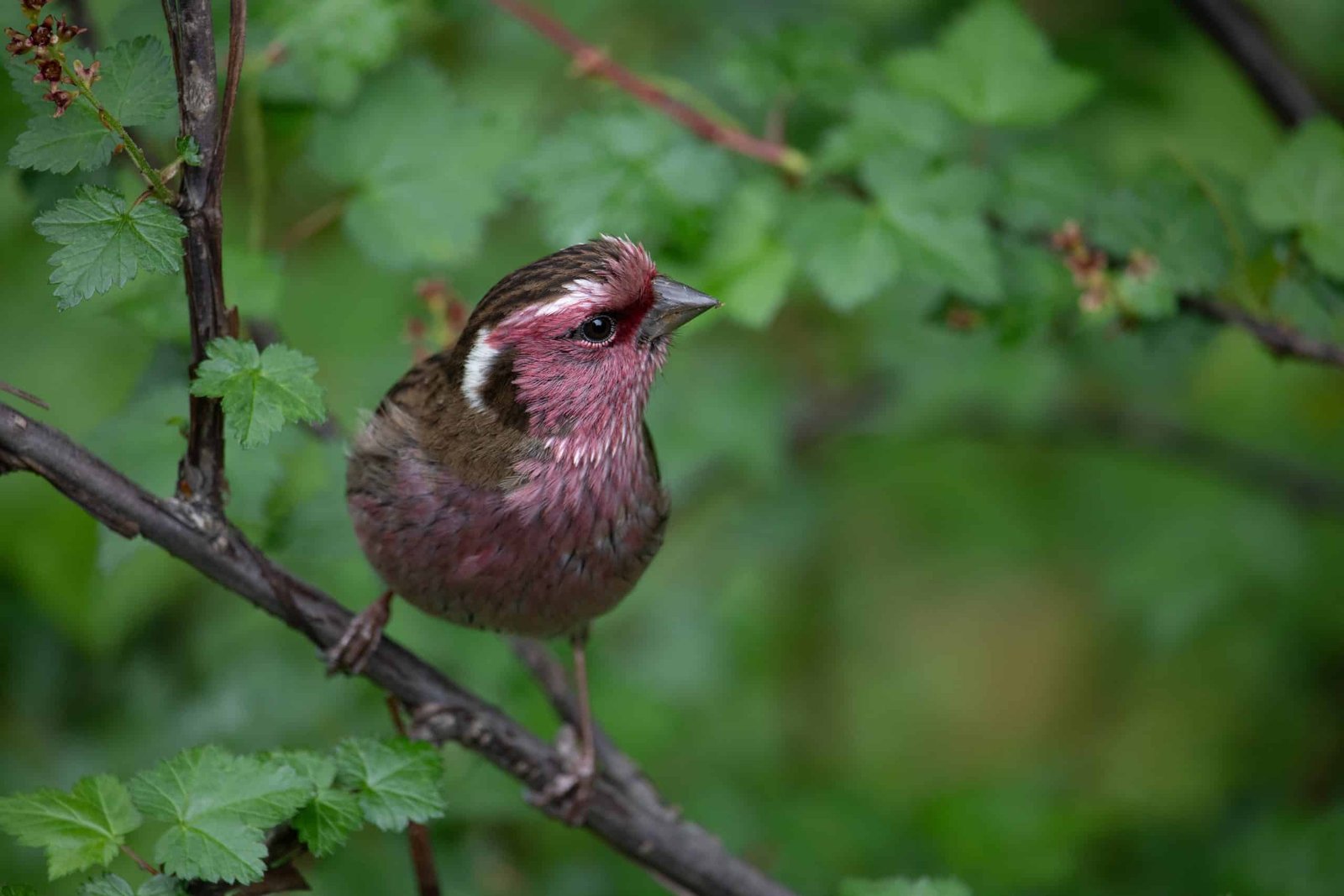 Finches Of Florida 4 Species With Pictures Wild Bird World