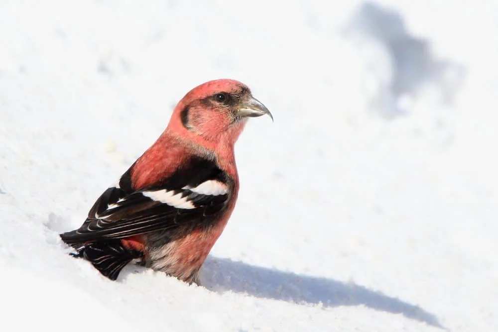 Finches in Ohio (9 Species with Pictures) - Wild Bird World