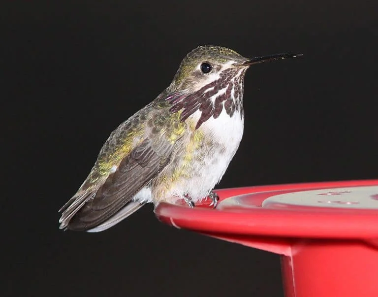Hummingbirds in Arizona (16 Species with Pictures) - Wild Bird World