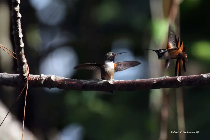 Hummingbirds in Florida (11 Species with Pictures) - Wild Bird World