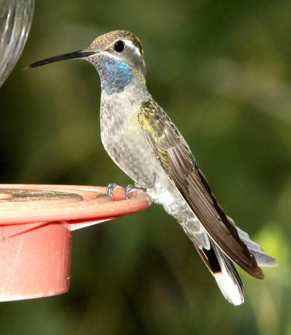 Hummingbirds in Arizona (16 Species with Pictures) - Wild Bird World