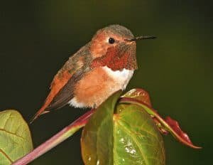 Hummingbirds in Florida (11 Species with Pictures) - Wild Bird World