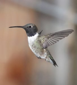 Hummingbirds in Arizona (16 Species with Pictures) - Wild Bird World