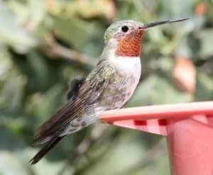 Hummingbirds of California (11 Species with Pictures) - Wild Bird World