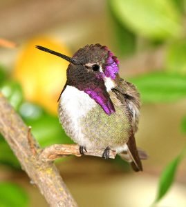 Hummingbirds of California (11 Species with Pictures) - Wild Bird World
