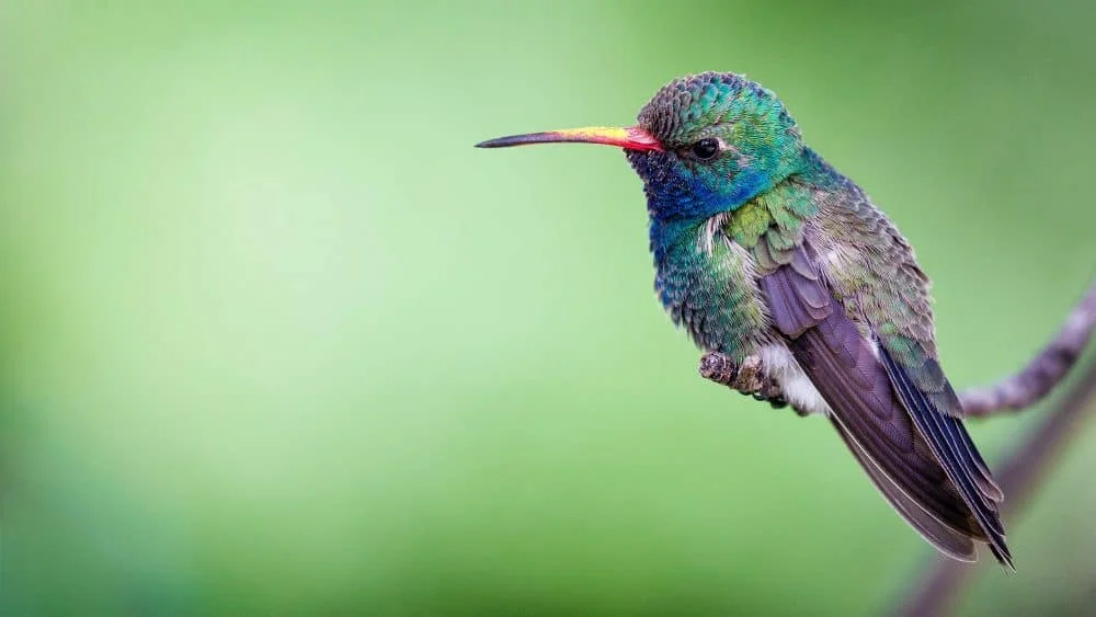 Hummingbirds in Arizona (16 Species with Pictures) - Wild Bird World