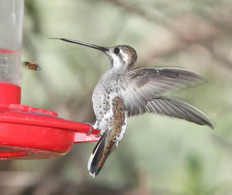 Hummingbirds in Arizona (16 Species with Pictures) - Wild Bird World
