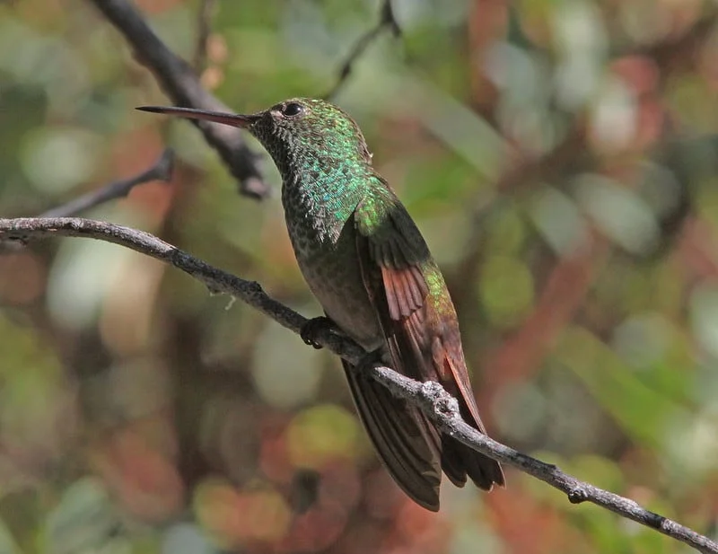 Hummingbirds in Arizona (16 Species with Pictures) - Wild Bird World