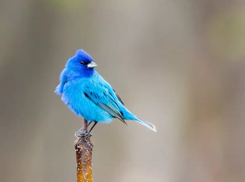 Birds with Blue Bellies (13 Species with Pictures) - Wild Bird World