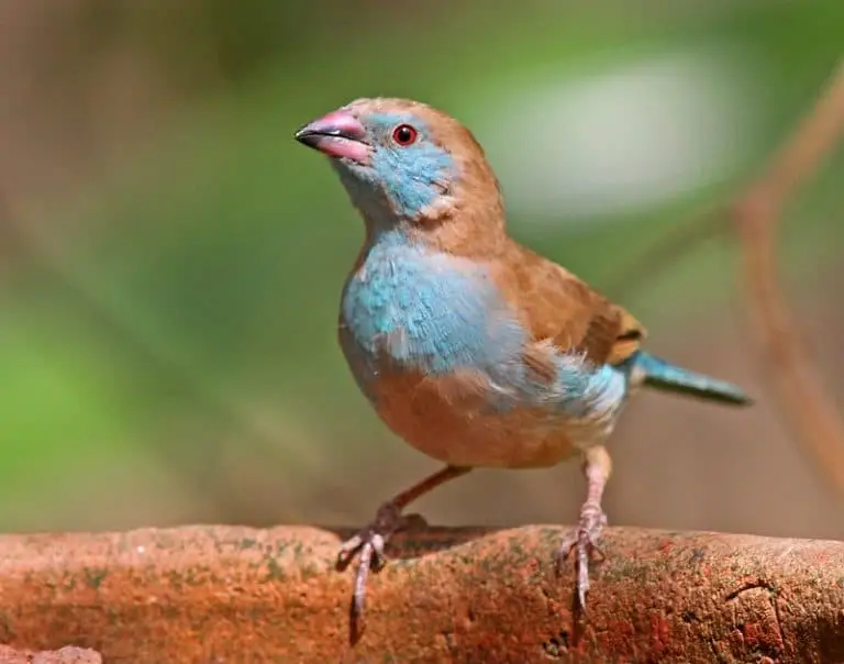 Birds with Blue Bellies (13 Species with Pictures) - Wild Bird World