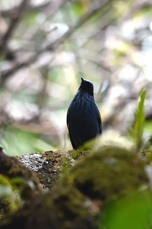 Birds with Blue Bellies (13 Species with Pictures) - Wild Bird World