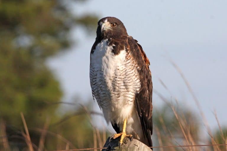 Hawks of Texas (11 Species with Pictures) - Wild Bird World