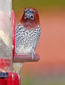 Finches of Alabama (8 Species with Pictures) - Wild Bird World
