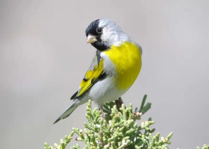 Finches of Arizona (12 Species with Pictures) - Wild Bird World