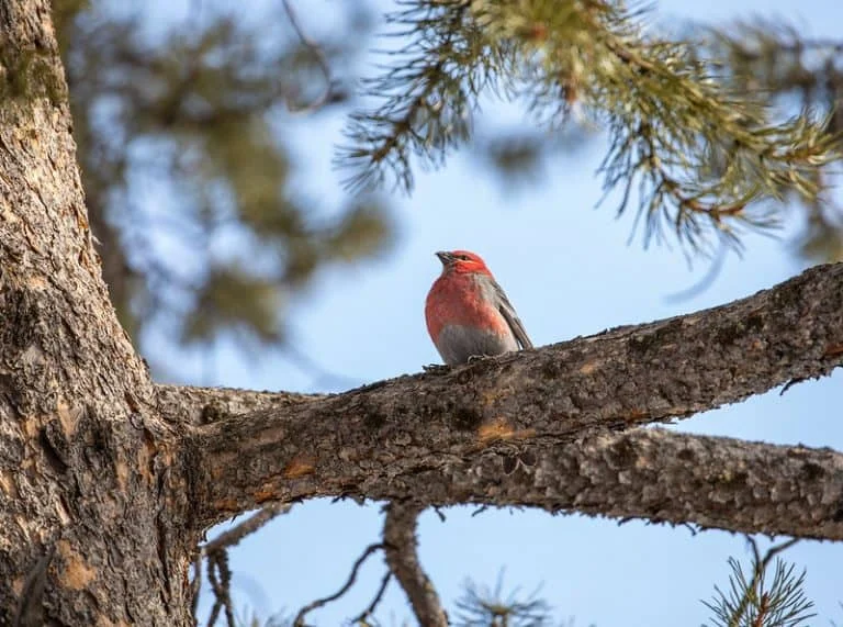 Finches of Arizona (12 Species with Pictures) - Wild Bird World