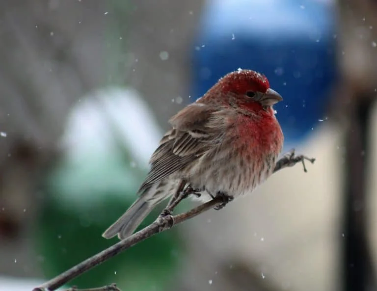 Finches - Wild Bird World
