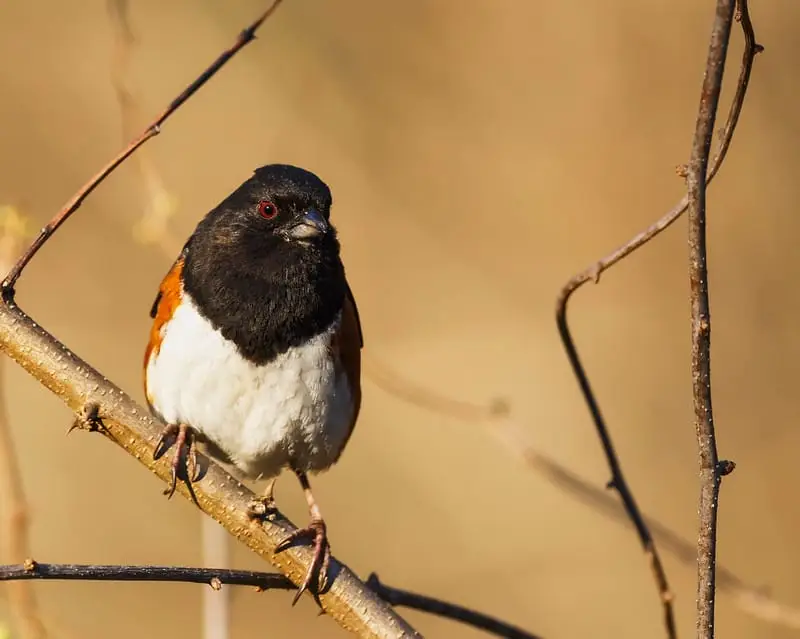 North American Birds with Red Eyes (23 Species with Picures and Sounds ...