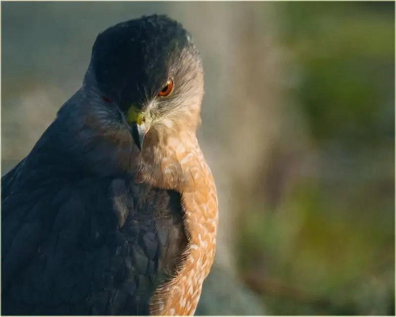 North American Birds with Red Eyes (23 Species with Picures and Sounds ...