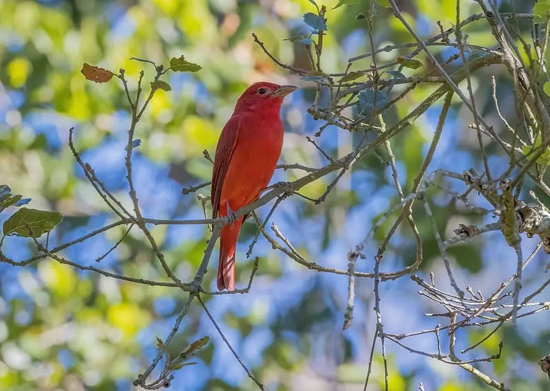 Red birds that can be seen in Texas (8 Species with Pictures and Sound ...
