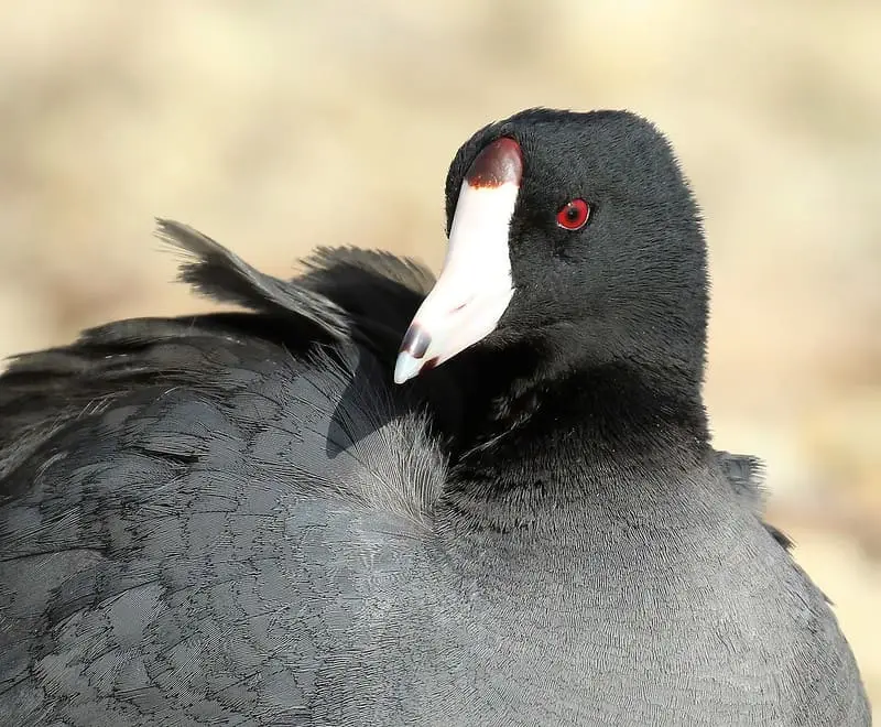 North American Birds with Red Eyes (23 Species with Picures and Sounds ...