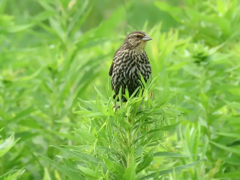 What is that Brown bird at my feeder? (Pictures and Sounds) - Wild Bird ...