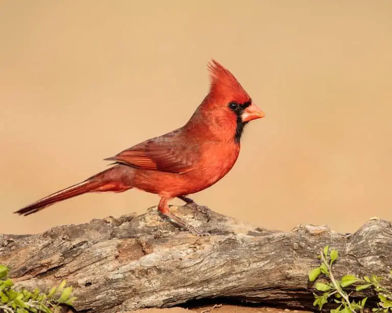 What's the difference between a Male and Female Northern Cardinal ...