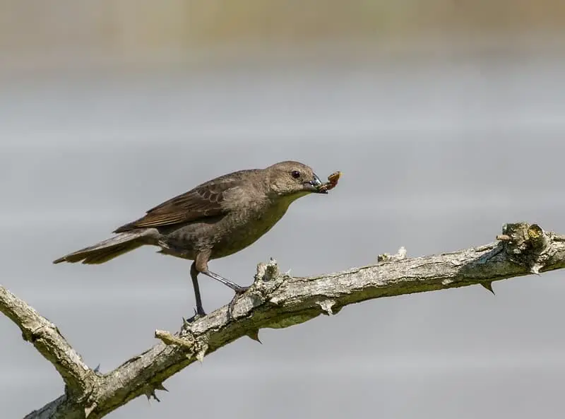 What is that Brown bird at my feeder? (Pictures and Sounds) - Wild Bird ...