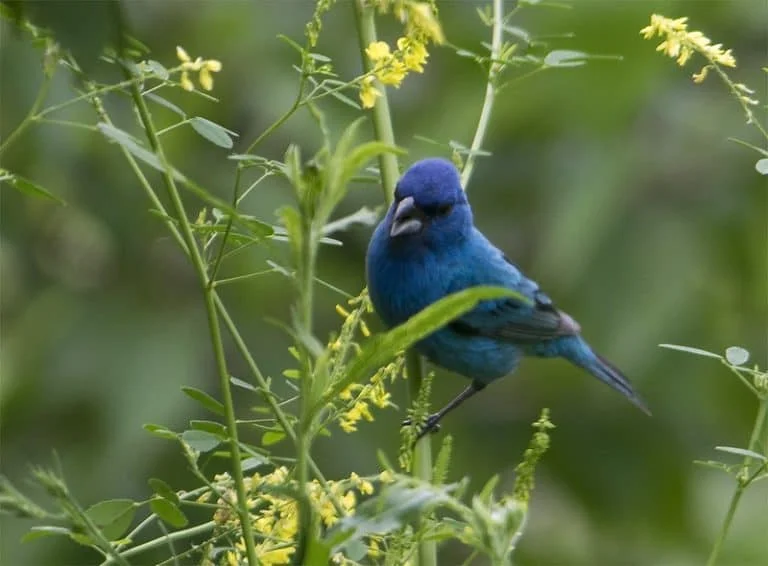 North American Birds with Blue Wings (13 Species with Pictures and ...