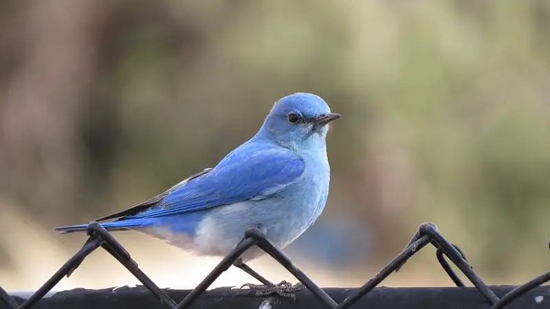 North American Birds with Blue Heads (16 Species with Pictures and ...