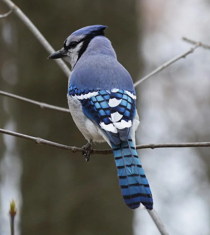 Birds with Blue Beaks (7 Species with Pictures and Sounds) - Wild Bird World