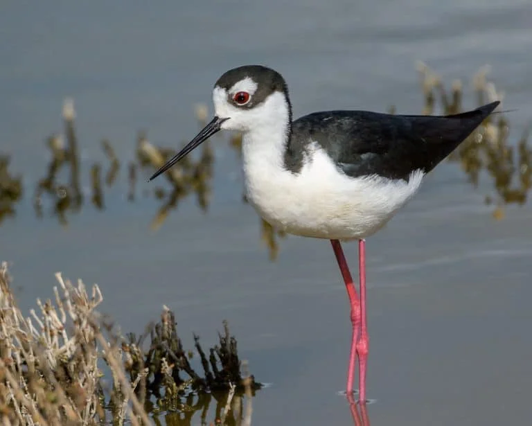 North American Birds with Red Feet (14 Species with Sound and Pictures ...